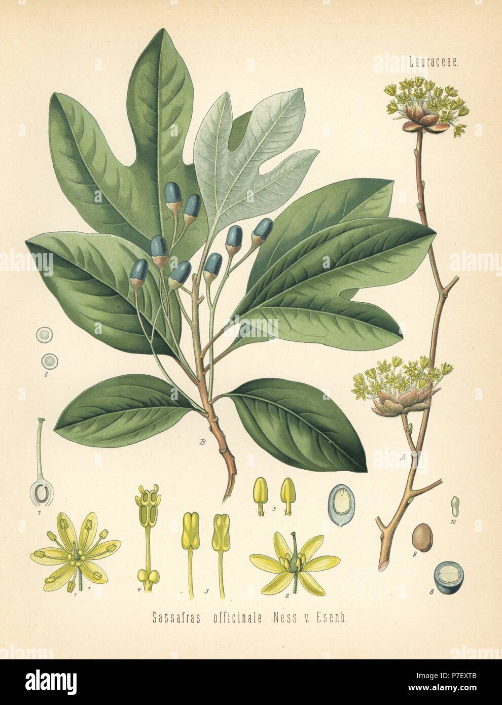 White sassafras, Sassafras albidum (Sassafras afficinale ...