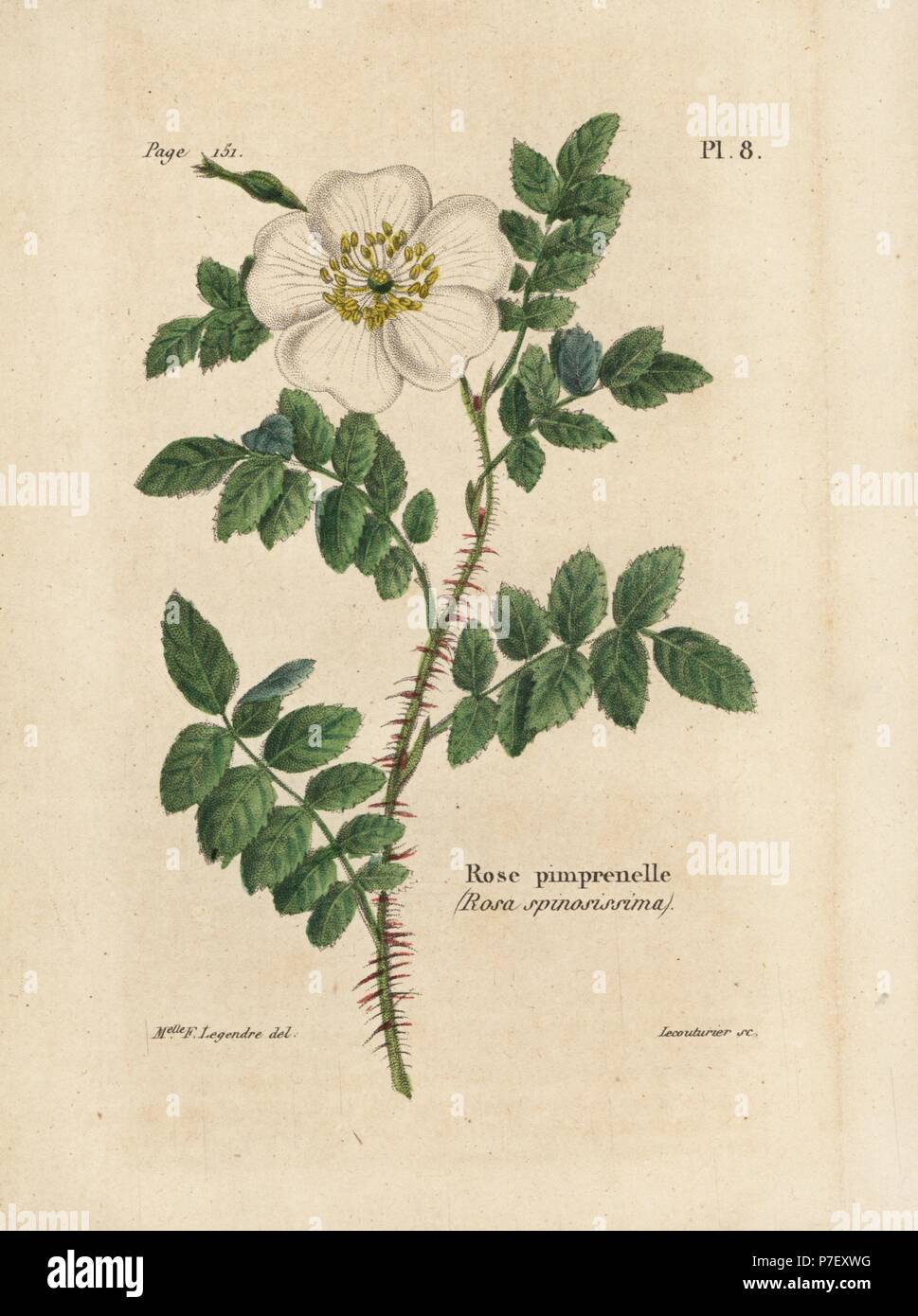 Burnet rose, Rosa pimpinellifolia (Rose pimprenelle, Rosa spinosissima ...