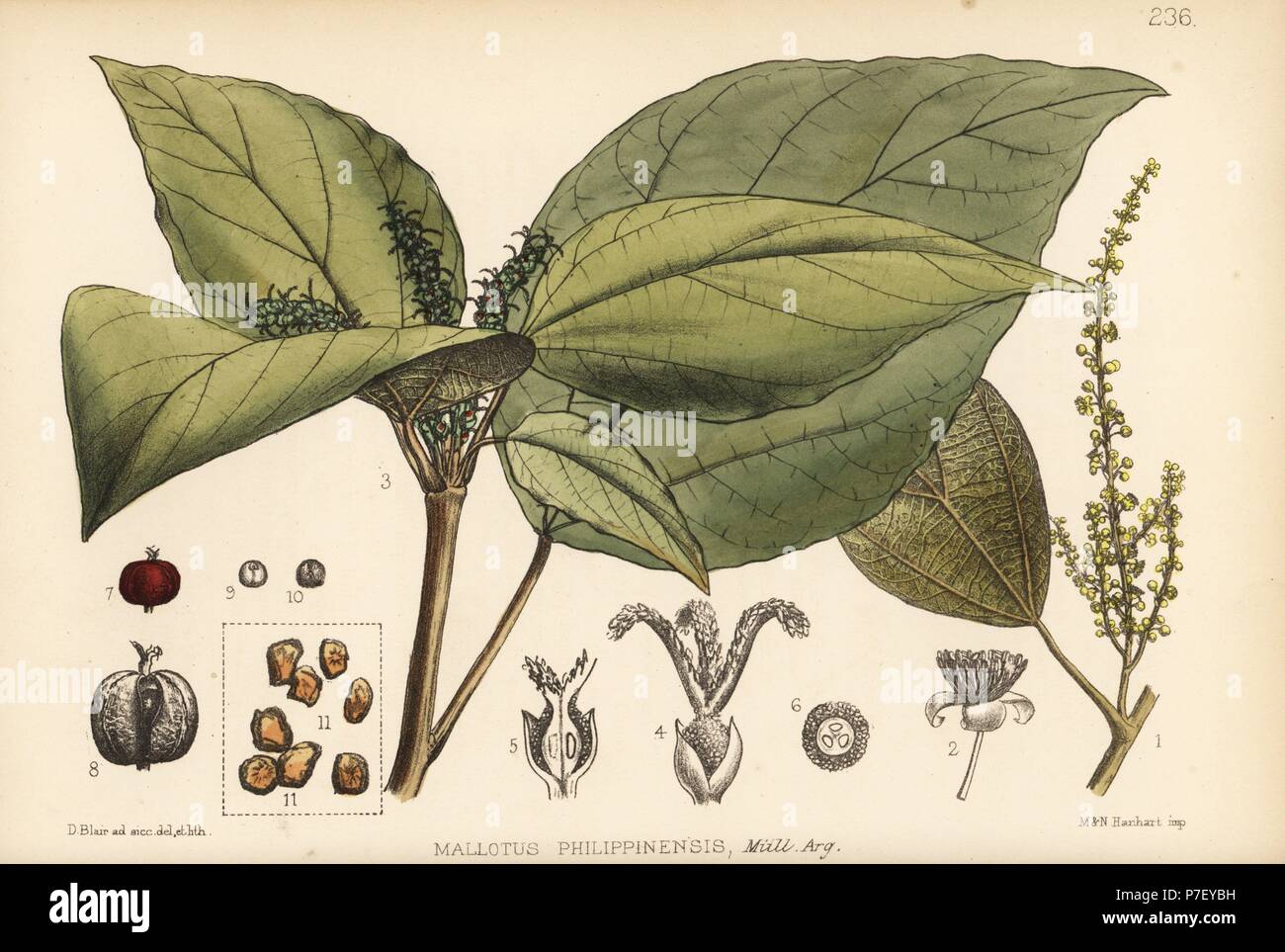 Kamala tree, red kamala or kumkum tree, Mallotus philippinensis ...