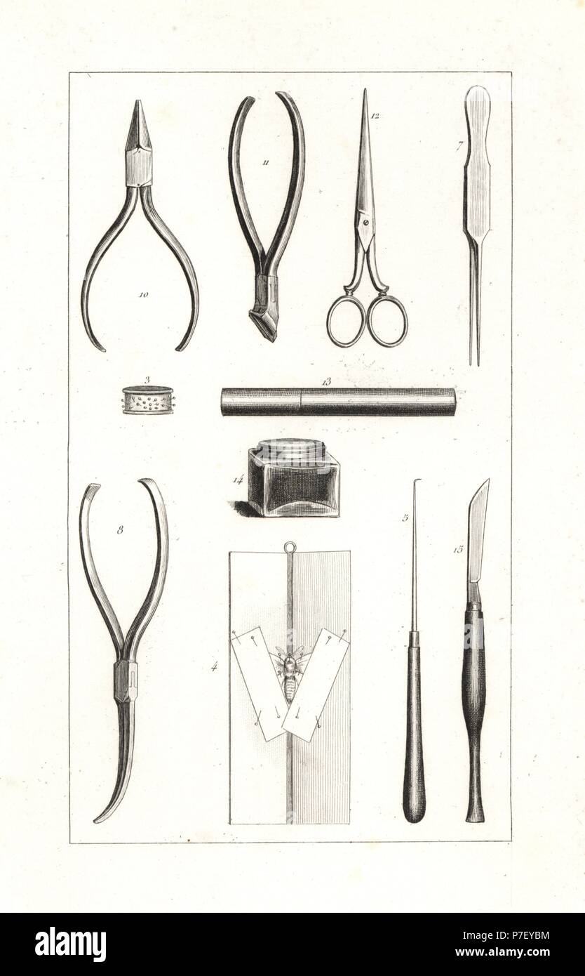 Butterfly collector's tools from the 18th century: pins 3, curved ...