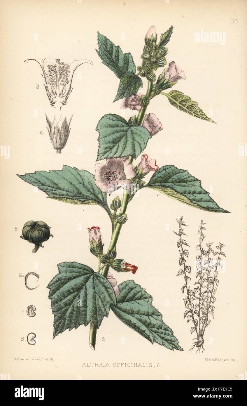 Marsh mallow, Althaea officinalis. Handcoloured lithograph by Hanhart ...