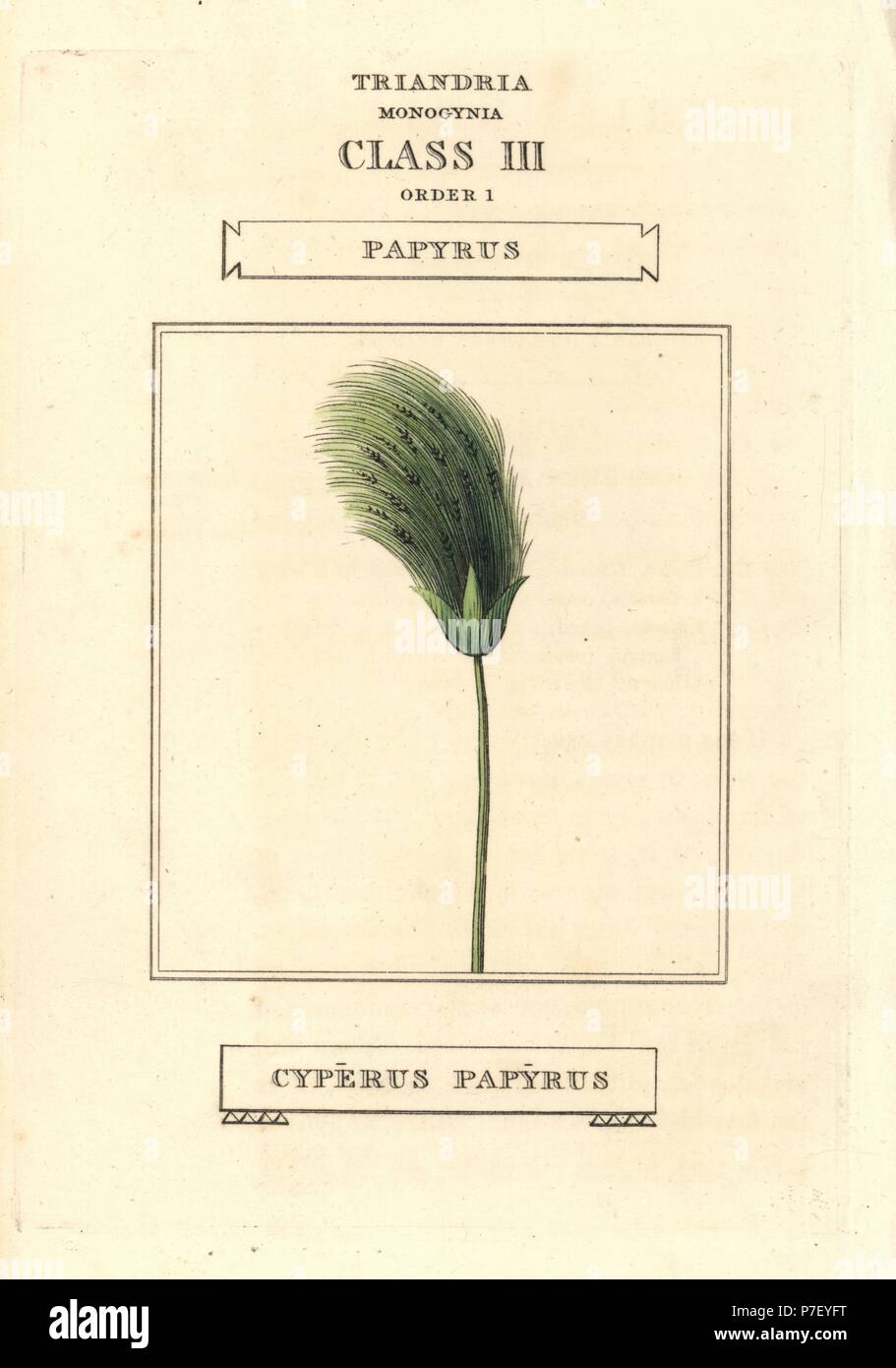Papyrus plant illustration hi-res stock photography and images - Alamy