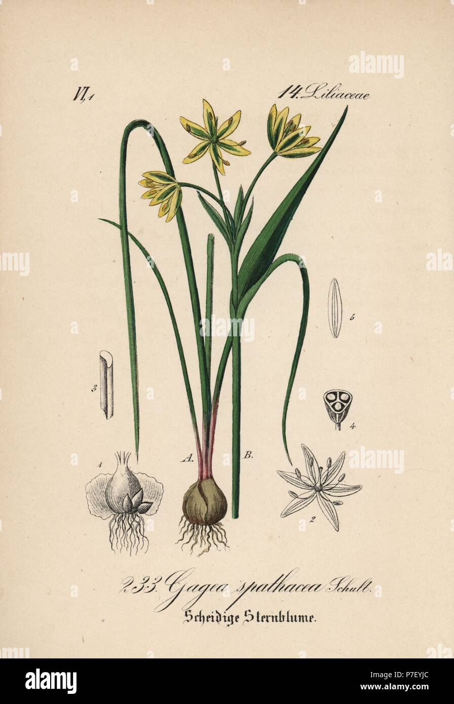 Belgian gagea, Gagea spathacea. Handcoloured lithograph from Diederich ...