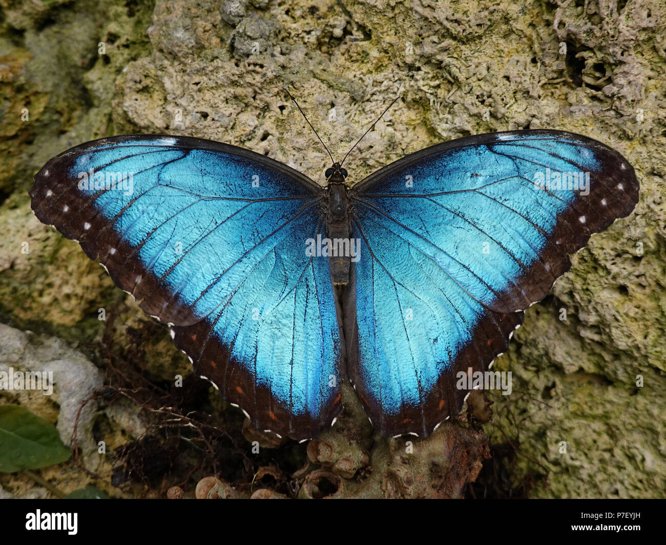 Peleides blue morpho in its natural habitat Stock Photo - Alamy