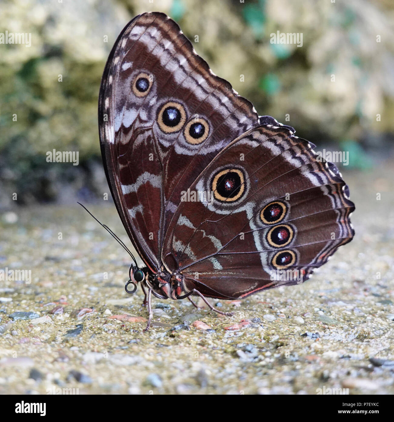 Blue morpho butterfly habitat hi-res stock photography and images - Alamy