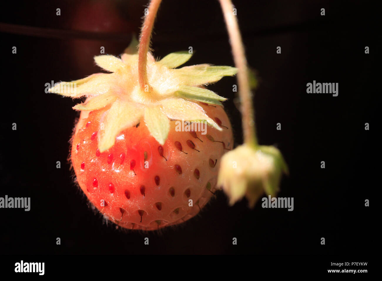 Strawberry ripening on plant in English garden summer July Stock Photo ...