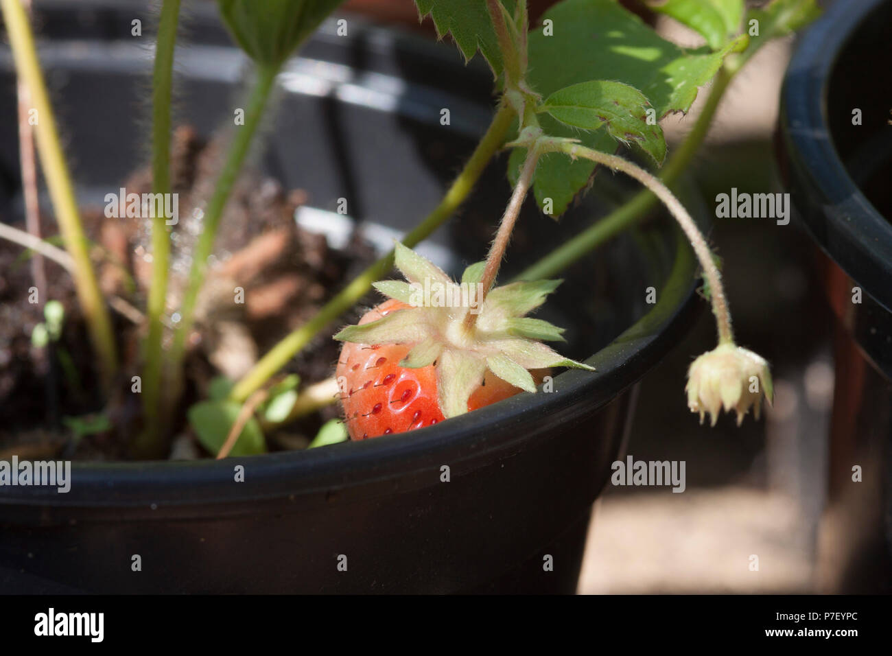 Strawberry ripening on plant in English garden summer July Stock Photo ...
