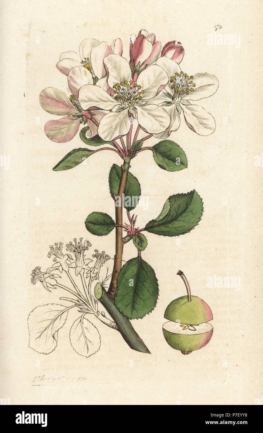Wild apple or crabtree, Malus domestica (Pyrus malus). Handcoloured ...