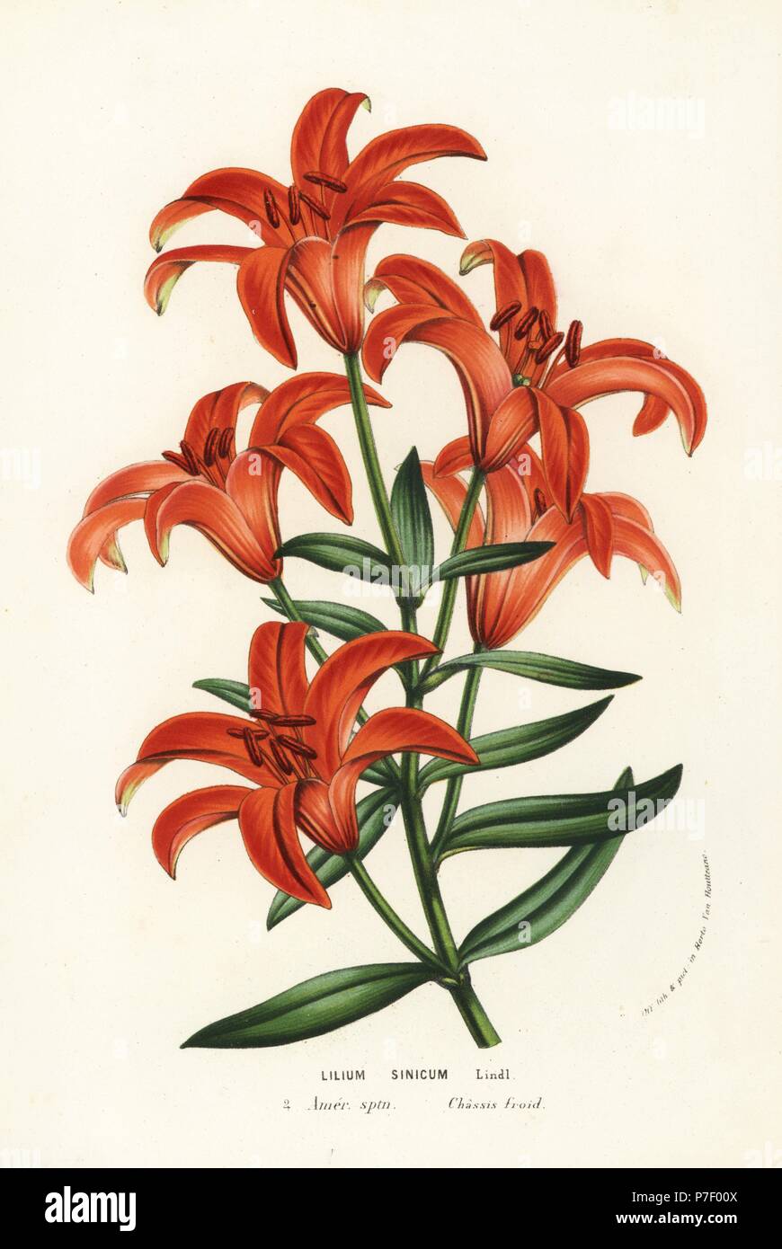 Morning star lily, Lilium concolor. Handcoloured lithograph from Louis ...