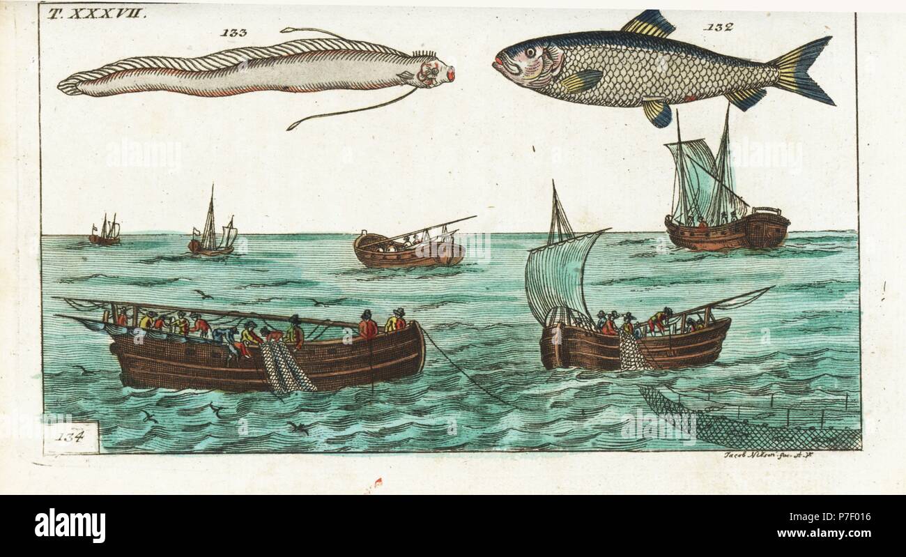 Herring, Clupea harengus 132, oarfish, Regalecus species 133, and North ...