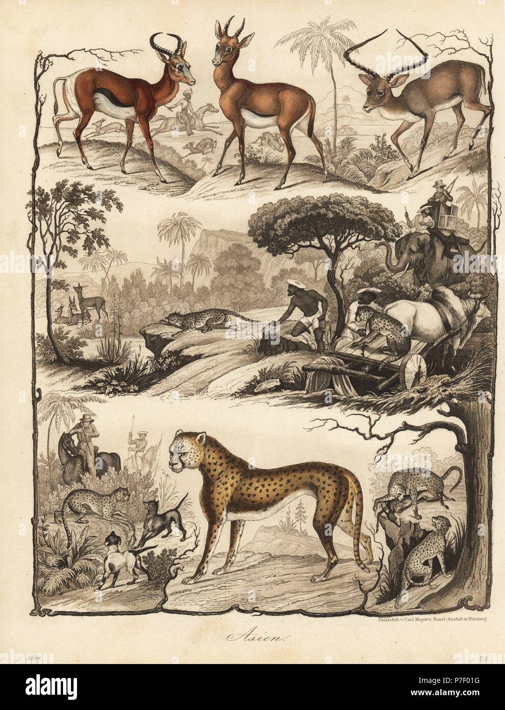 Cheetah, Acinonyx jubatus, (vulnerable) and its prey, dorcas gazelle ...