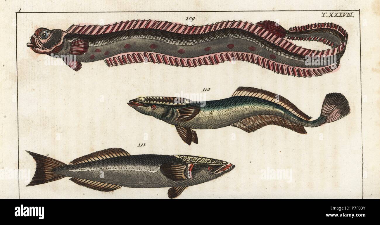 Red band-fish, Cepola macrophthalma 109, sharksucker, Echeneis ...