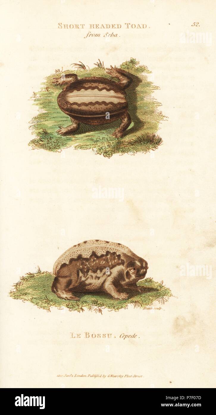 Indian burrowing frog (Sphaerotheca breviceps (short-headed toad, Rana ...