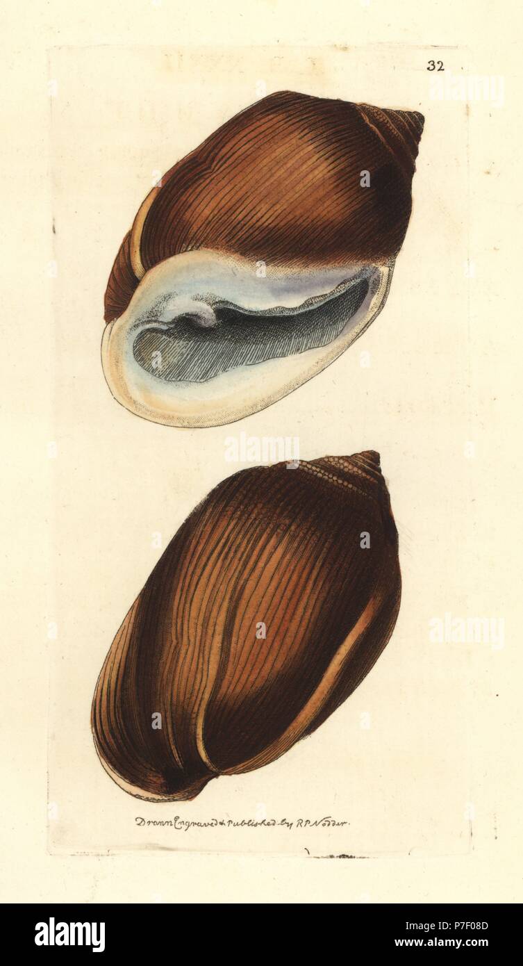 Midas auricula hi-res stock photography and images - Alamy