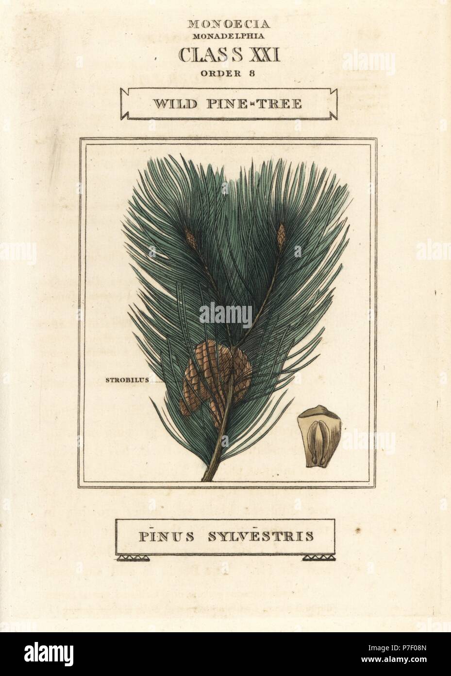 Wild pine tree, Pinus sylvestris. Handcoloured copperplate engraving ...