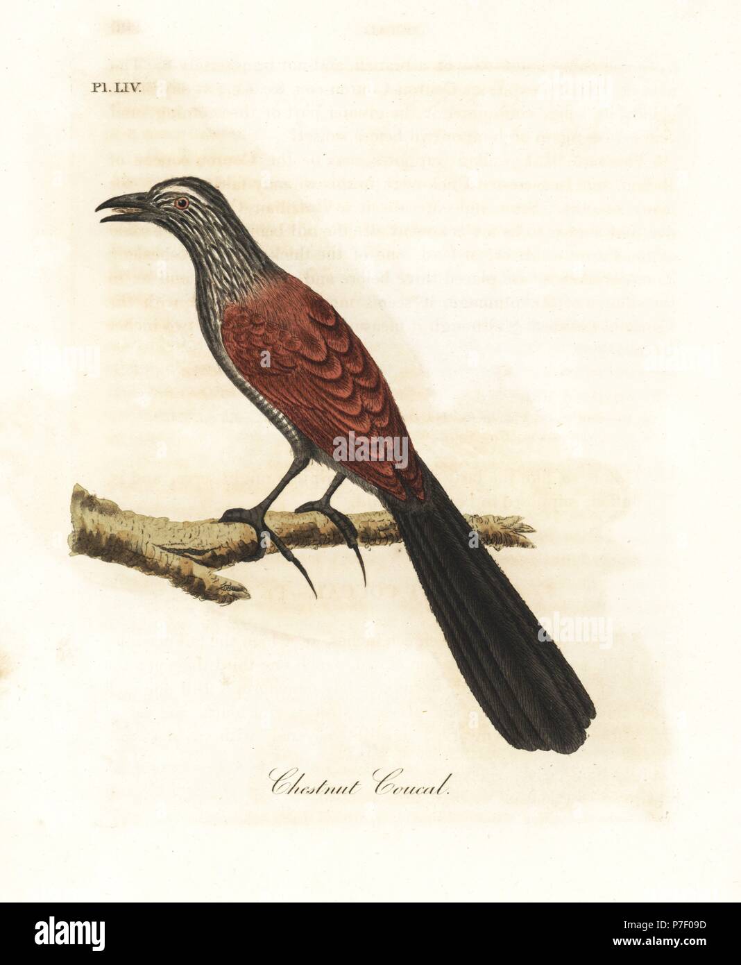 Greater coucal or crow pheasant, Centropus sinensis (Chestnut coucal ...