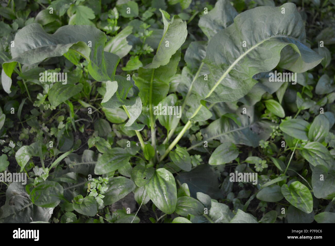 Food, healthy food, healthy plants, long bushes of green horseradish ...
