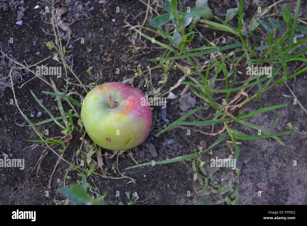 On the ground with grass lies a fallen green-red apple from a tree ...