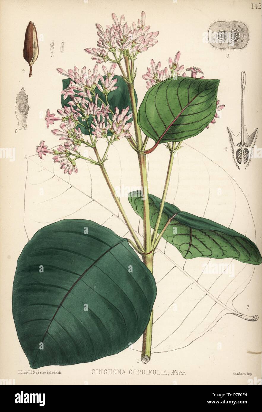 Bark cinchona pubescens hi-res stock photography and images - Alamy