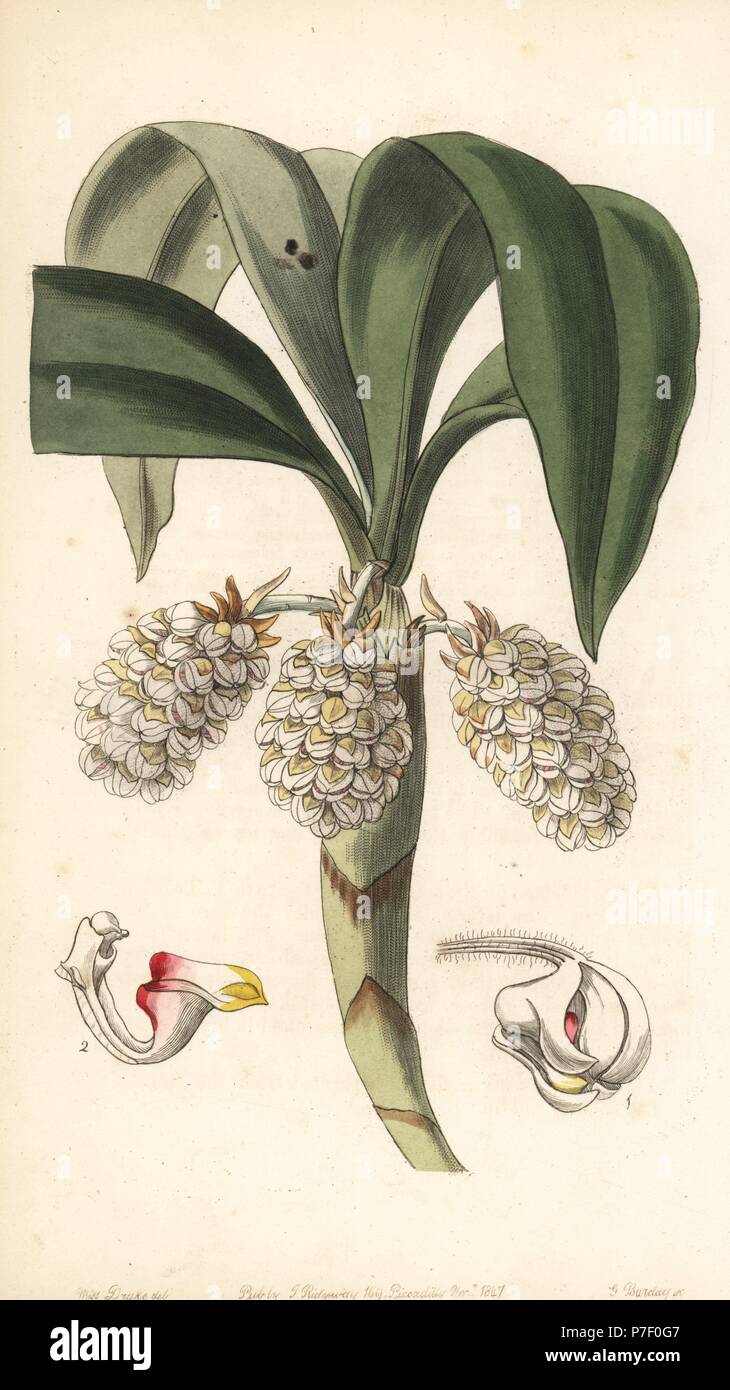 Pinalia spicata orchid (Close-headed woolwort, Eria convallarioides ...