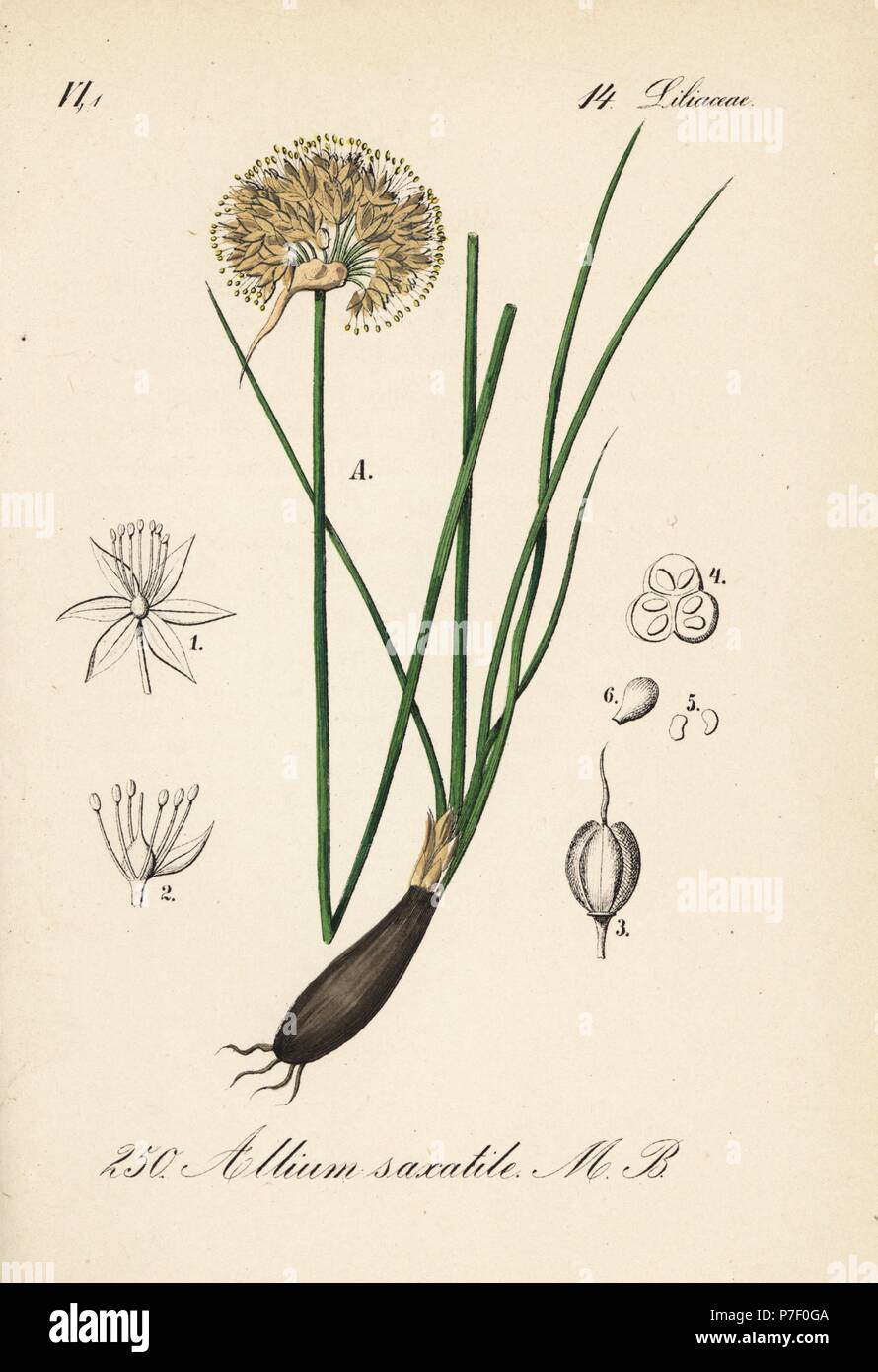 Allium saxatile hi-res stock photography and images - Alamy