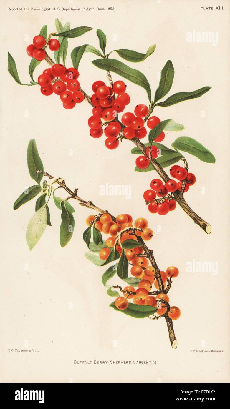 Buffalo berry, Shepherdia argentia. Chromolithograph by Hoen after a ...