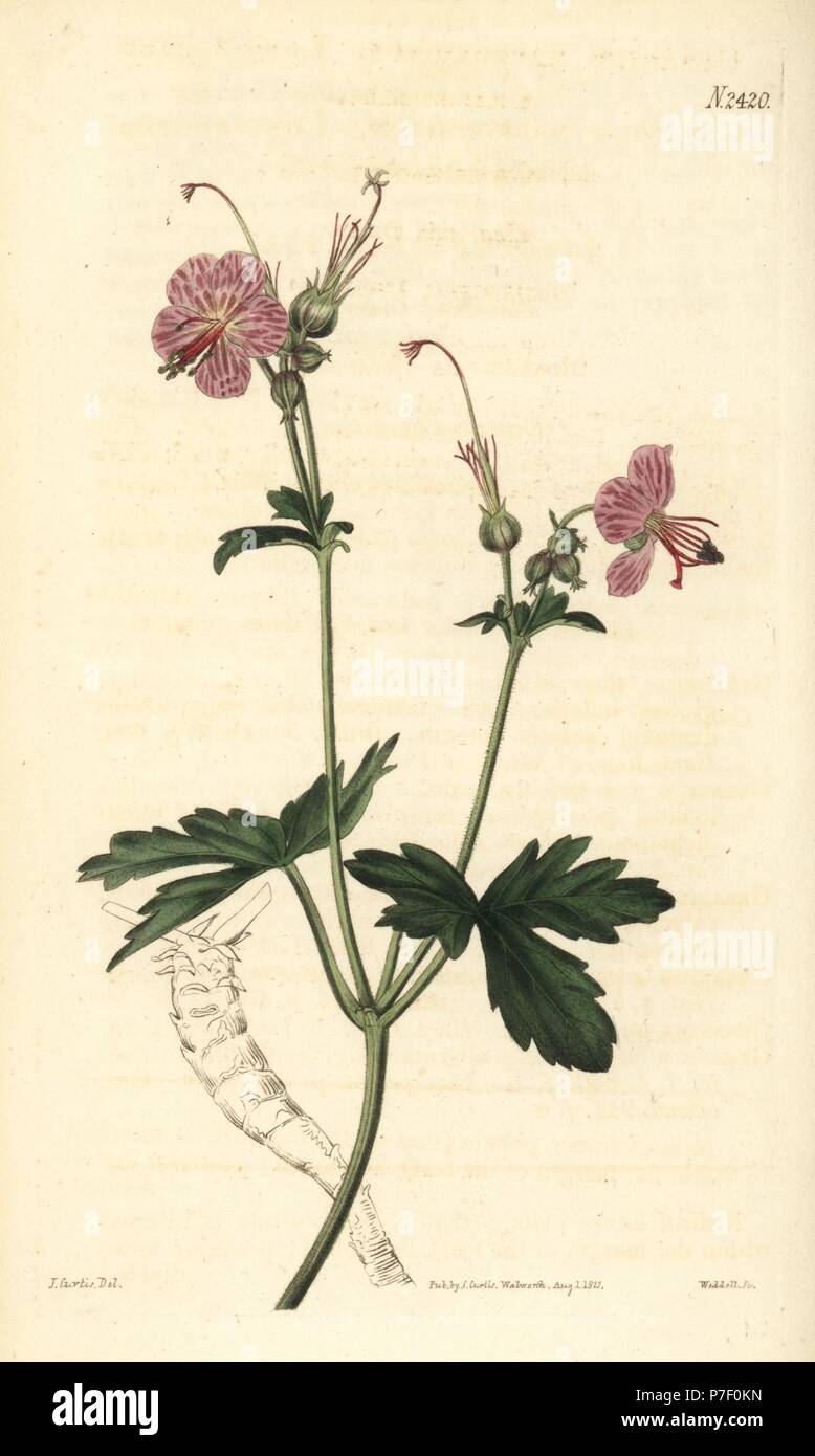 Bigroot hi-res stock photography and images - Alamy