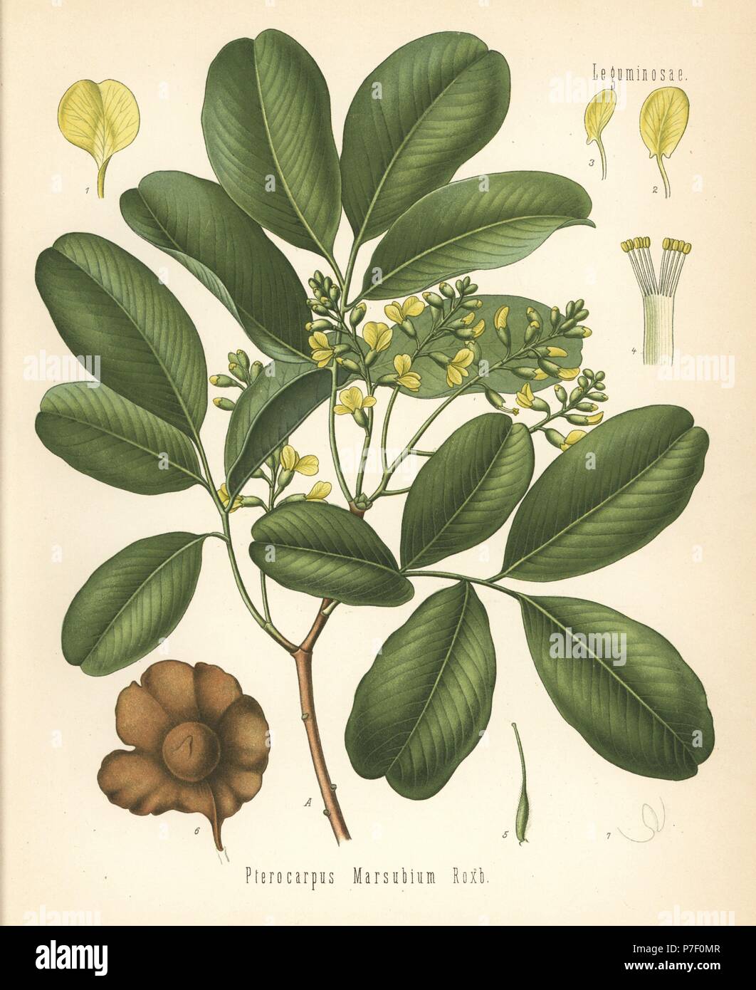 Bastard teak, Pterocarpus marsupium. Chromolithograph after a botanical ...