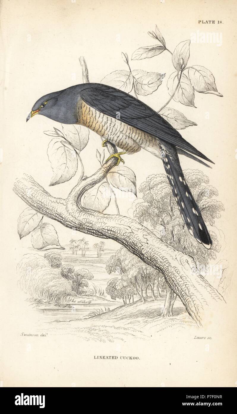 African cuckoo, Cuculus gularis (Lineated cuckoo, Cuculus lineatus ...