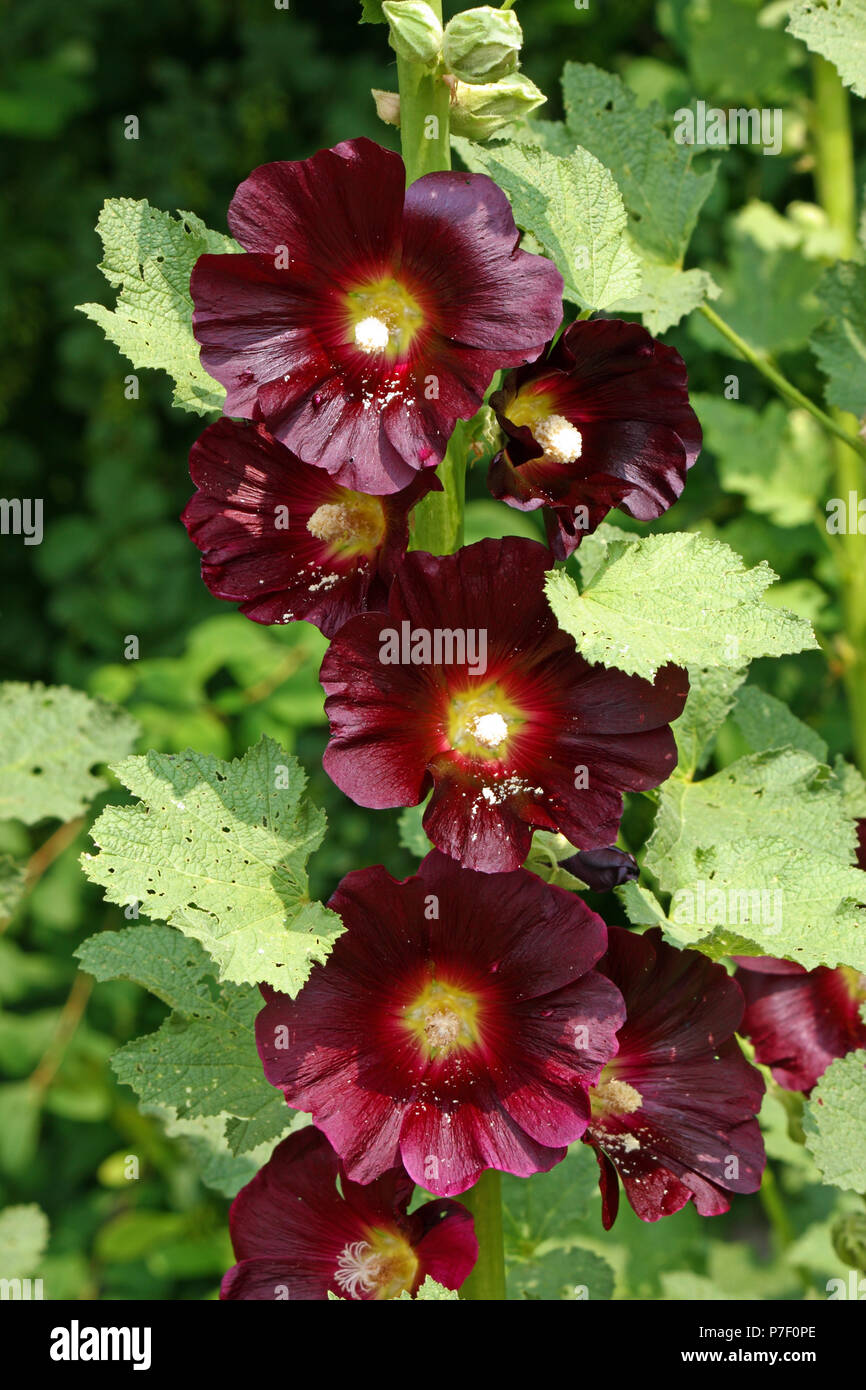 Flowers of common hollyhock, alcea rosea, closeup Stock Photo - Alamy