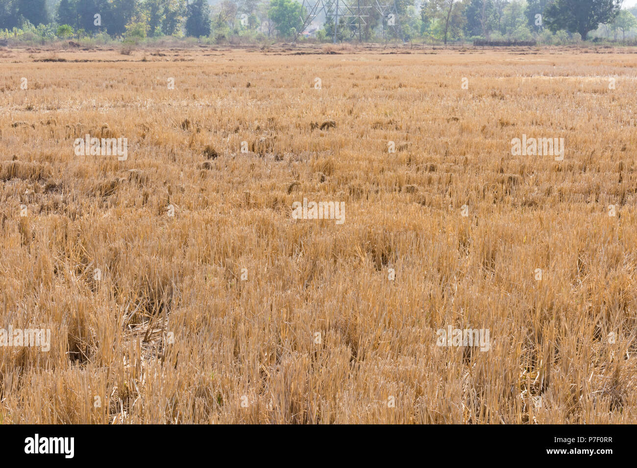 Indian paddy straw at close view looking awesome in an Indian paddy ...