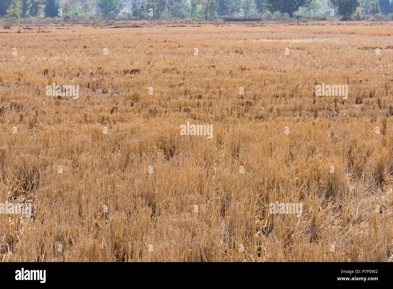 Indian paddy straw at close view looking awesome in an Indian paddy ...