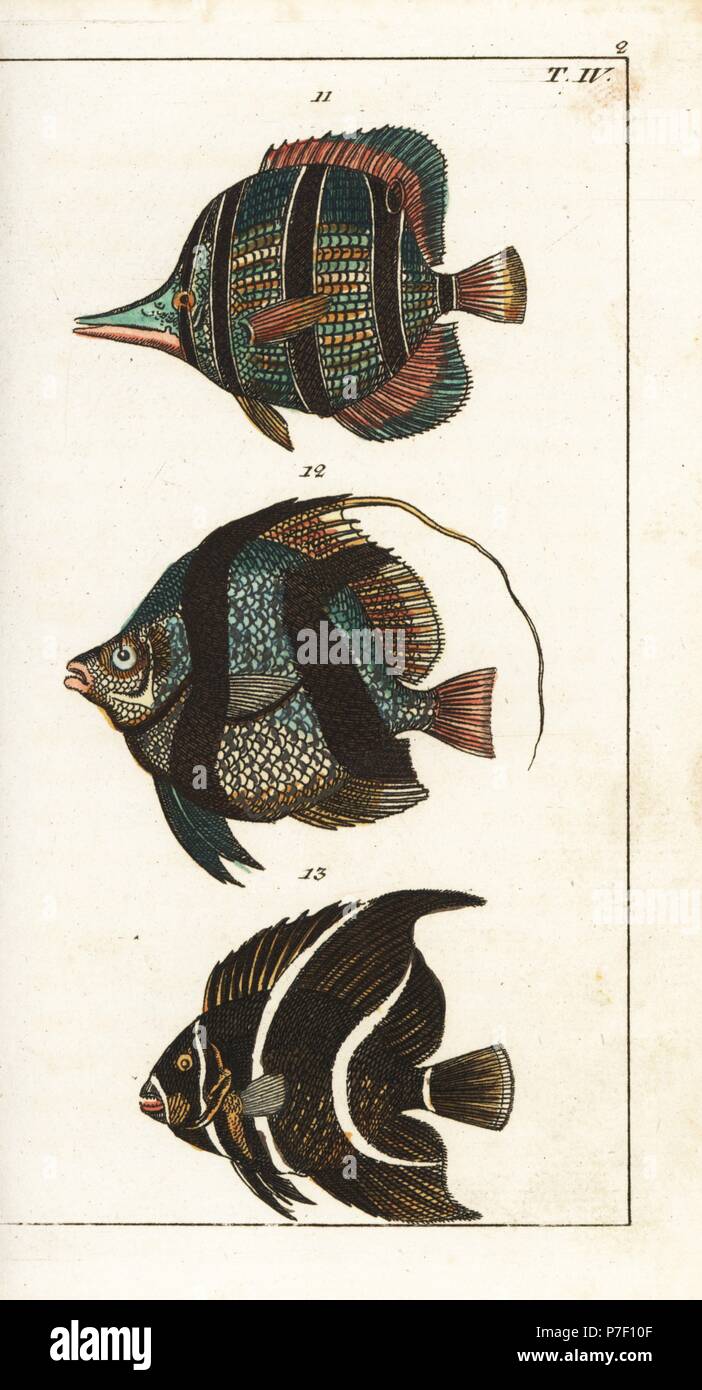 Copperband butterflyfish, Chelmon rostratus 11, pennant coralfish ...