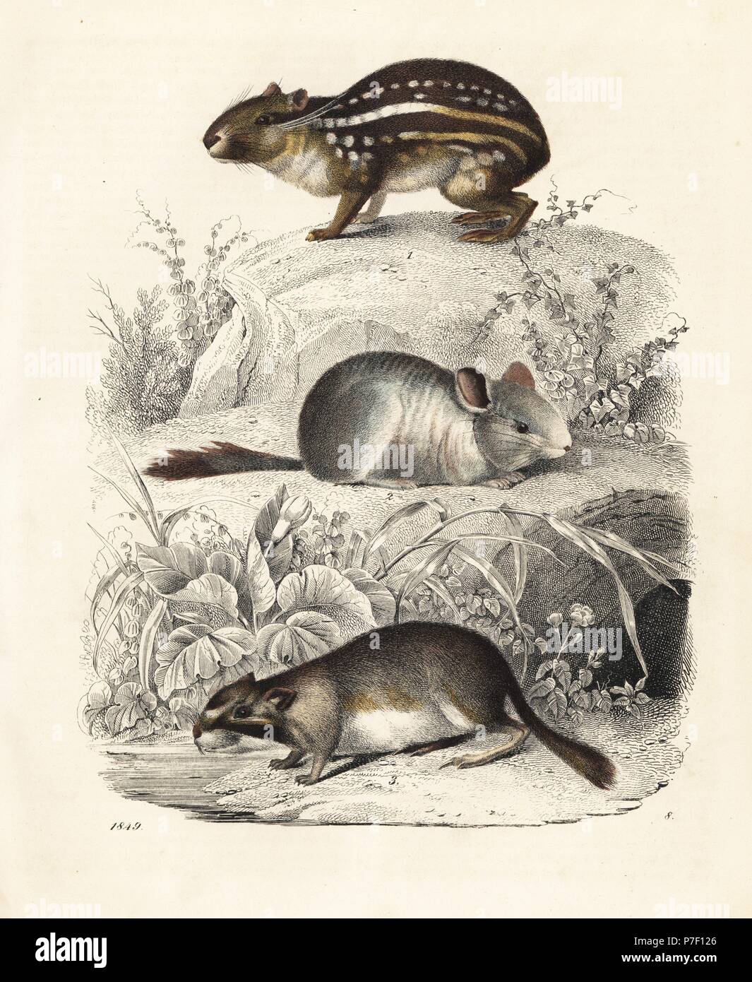 Lowland paca, Cuniculus paca 1, chinchilla, Chinchilla lanigera ...