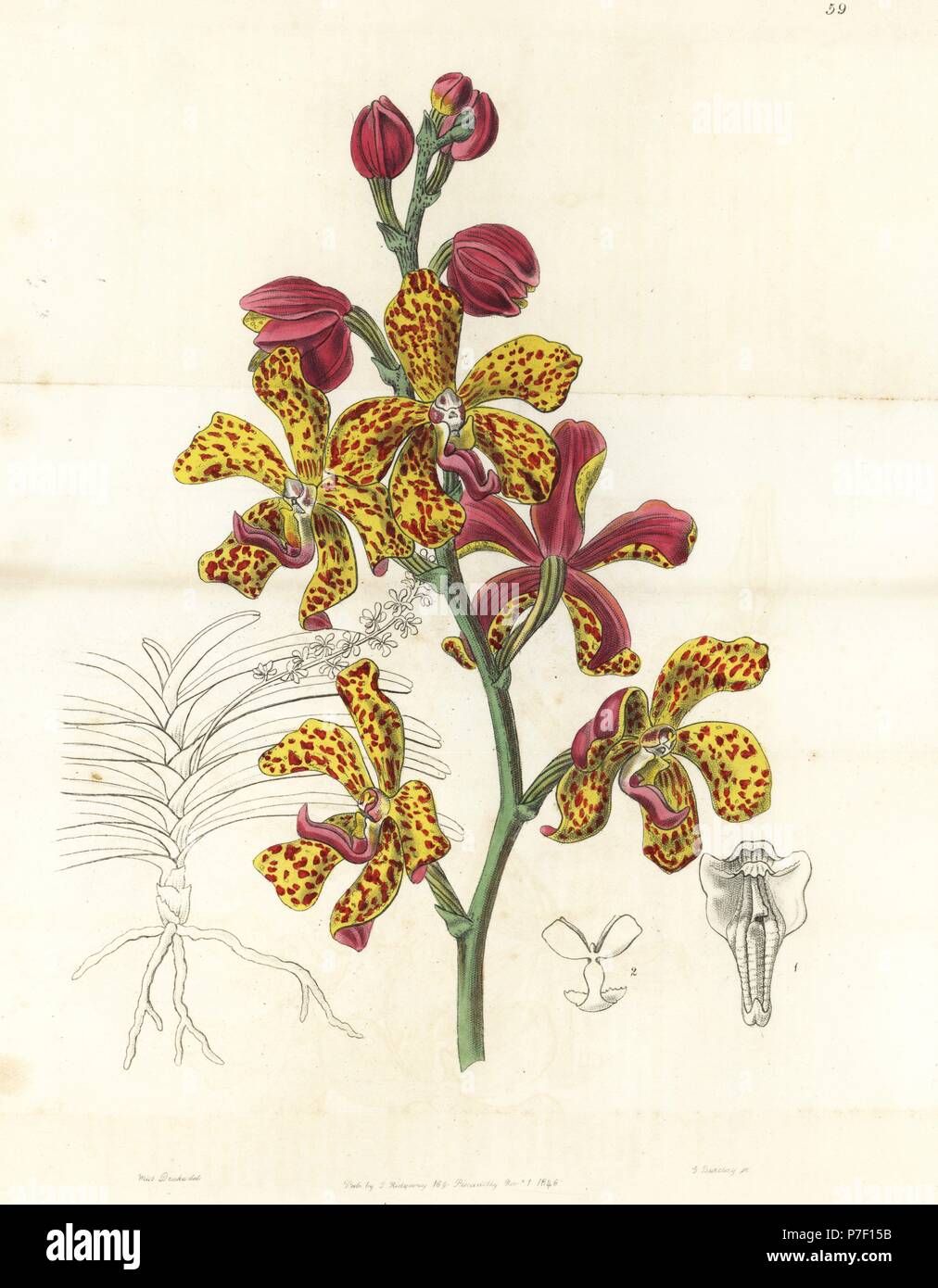 Vandopsis lissochiloides orchid (Crimson and yellow vanda, Vanda ...