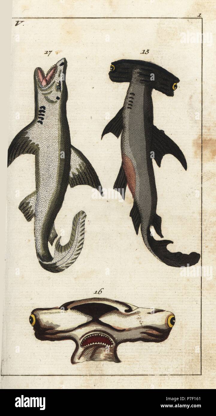 Smooth hammerhead shark, Sphyrna zygaena 15, head of hammerhead 16 ...