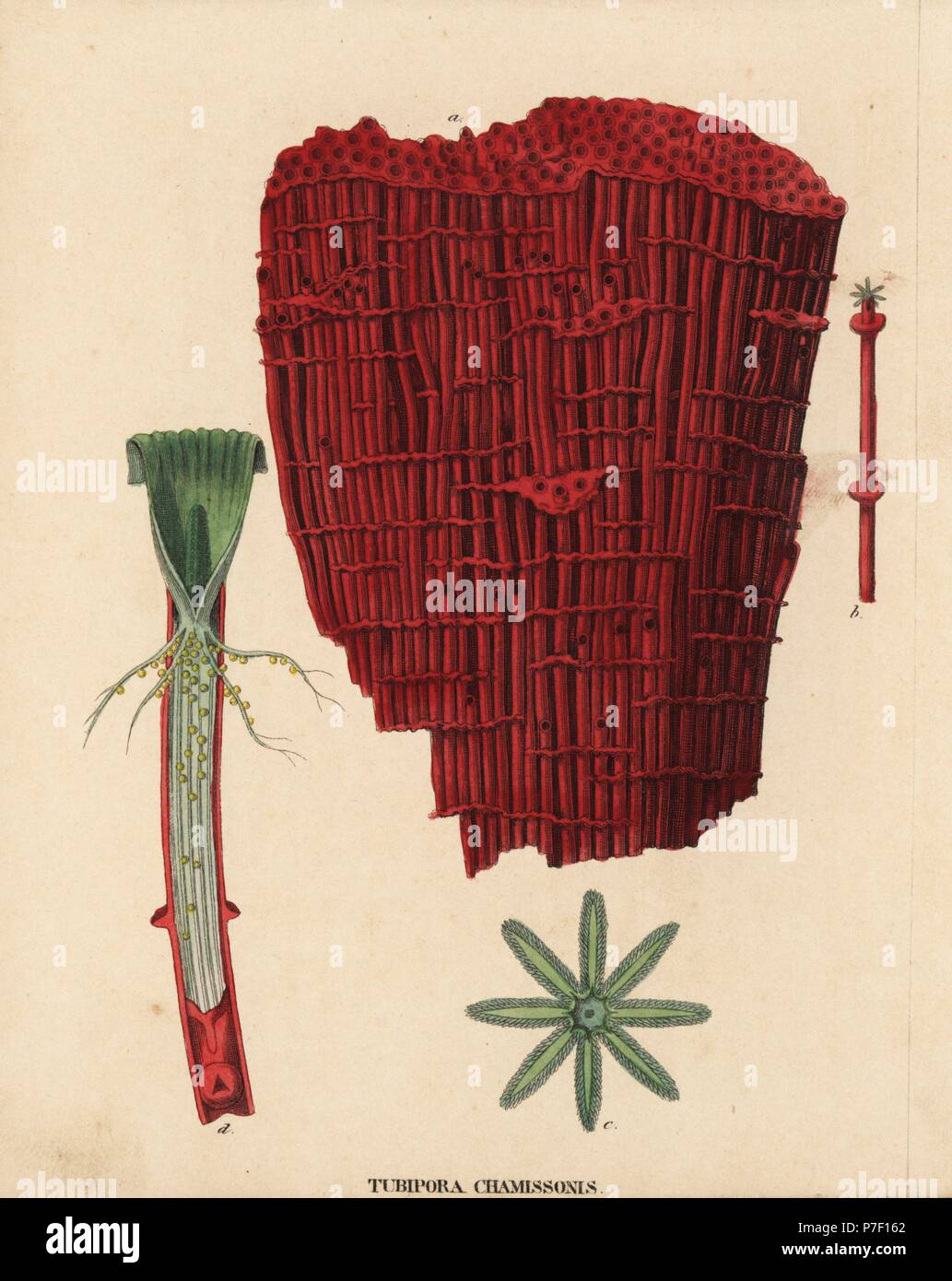 Organ pipe coral, Tubipora chamissonis. Handcoloured steel engraving ...