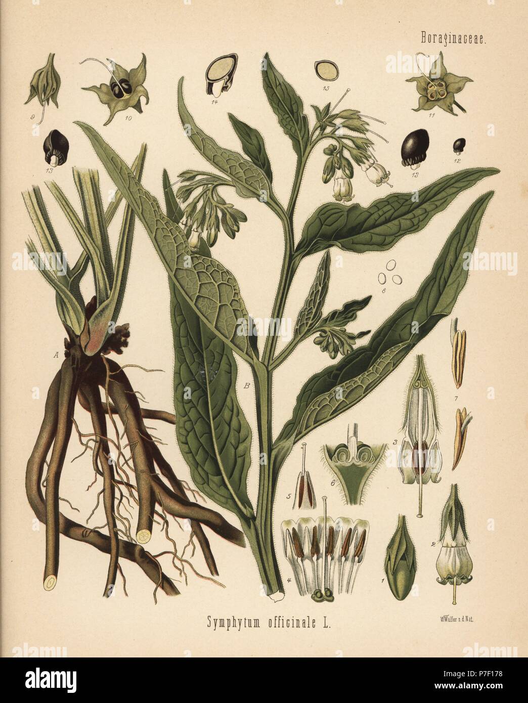 Comfrey, Symphytum officinale. Chromolithograph after a botanical ...