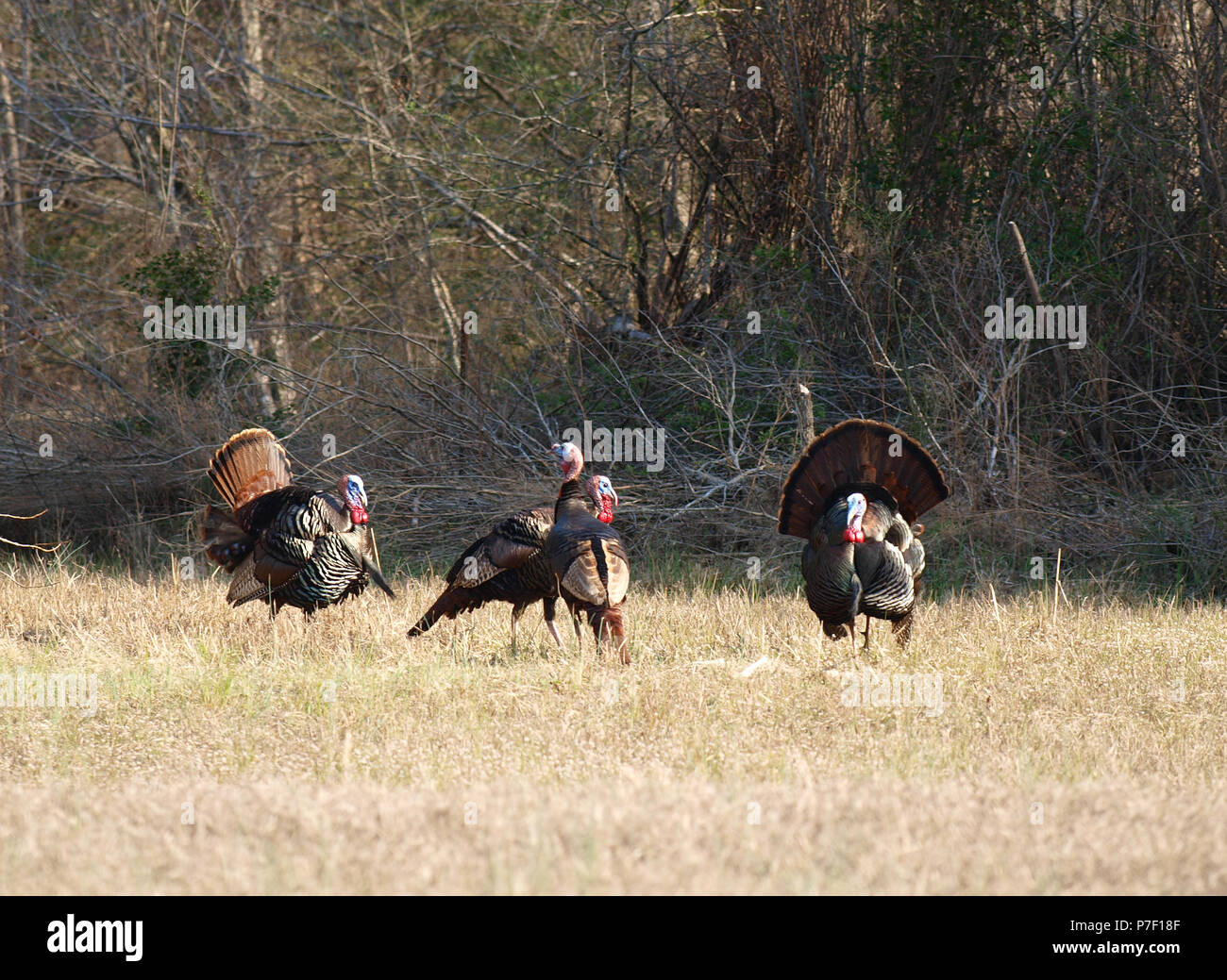 Rio grande wild turkeys hi-res stock photography and images - Alamy