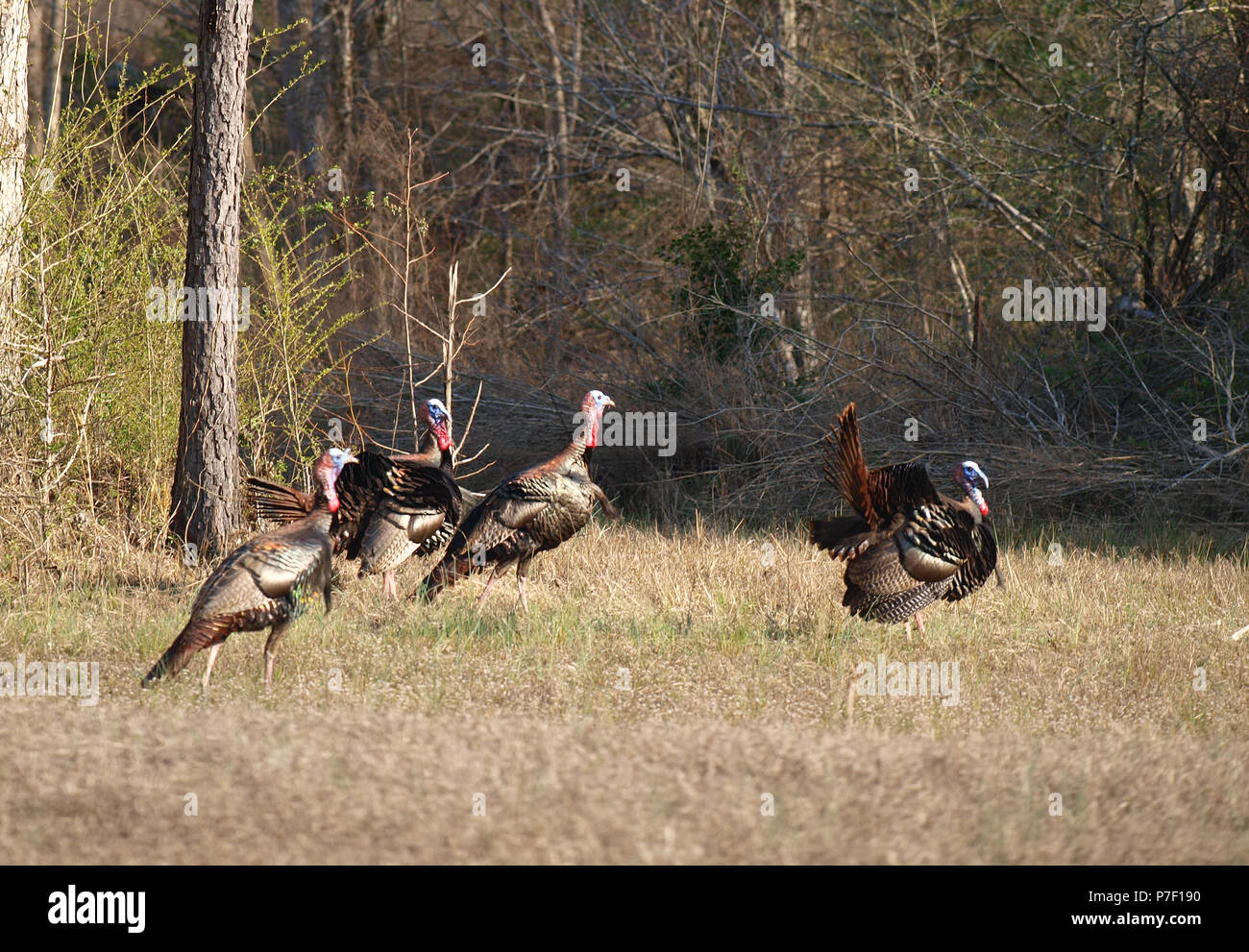 Osceola turkey hi-res stock photography and images - Alamy