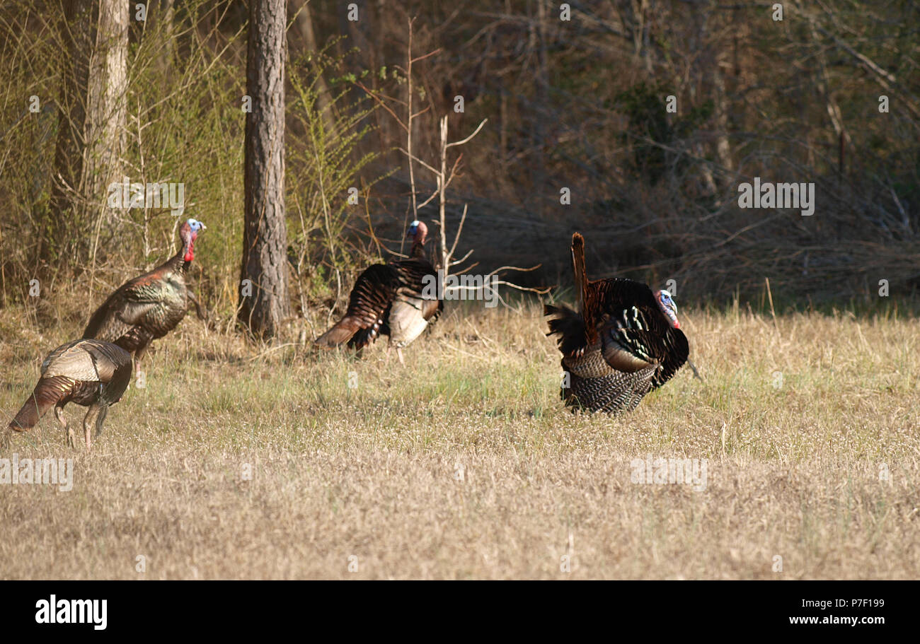 Tom strutting for hen hi-res stock photography and images - Alamy