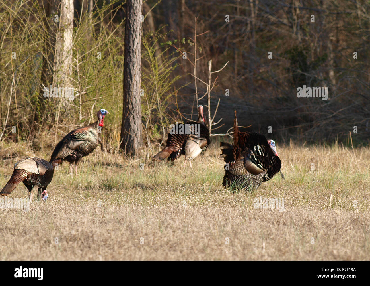 Tom strutting for hen hi-res stock photography and images - Alamy