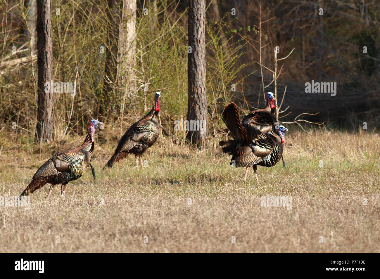 Rio grande wild turkeys hi-res stock photography and images - Alamy