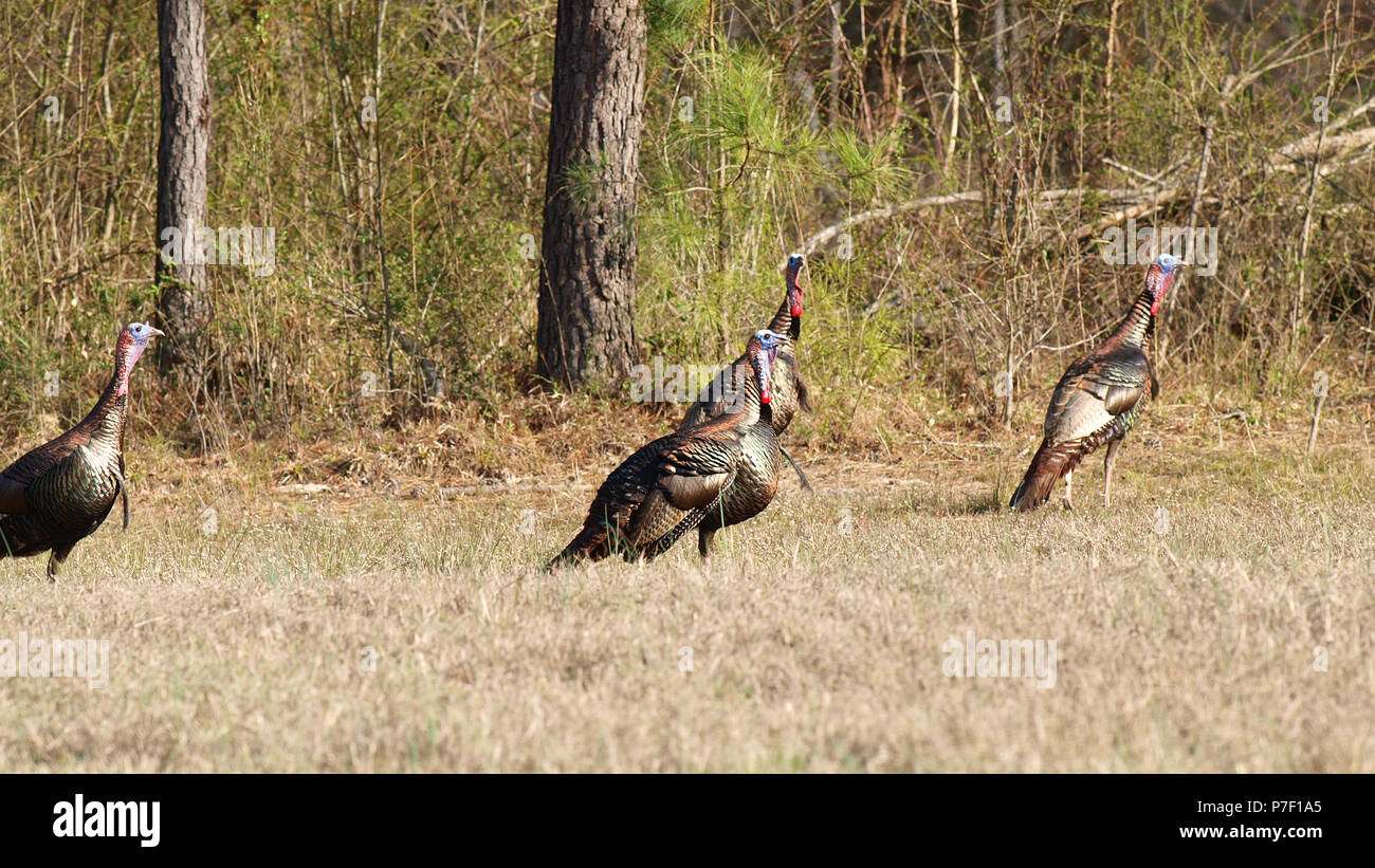 Wild turkey gobblers toms hens poult field Stock Photo - Alamy