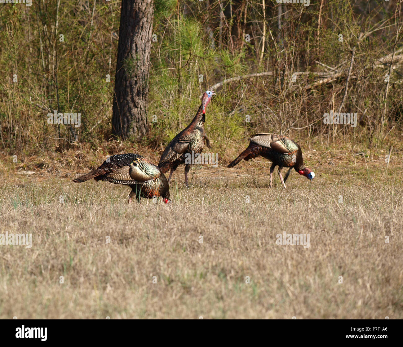 Wild tom turkey gobbling hi-res stock photography and images - Alamy