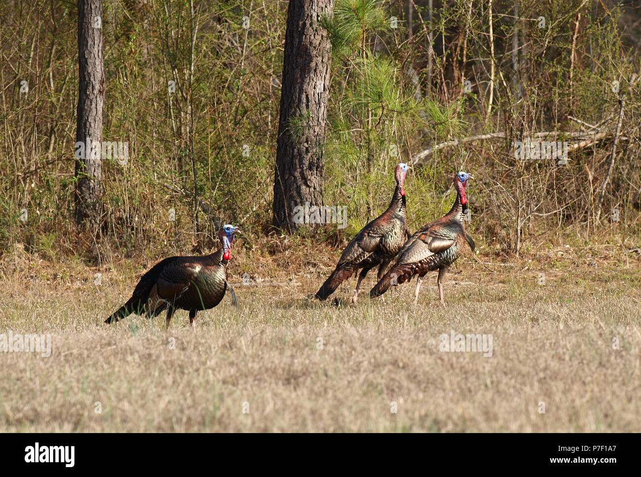 Rio grande wild turkeys hi-res stock photography and images - Alamy