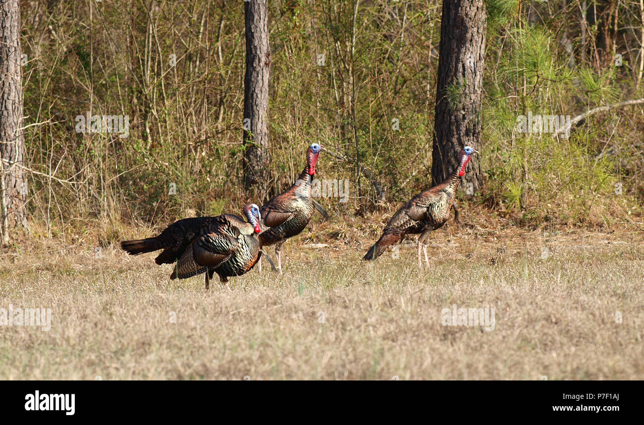 Eastern wild turkey hen hi-res stock photography and images - Alamy