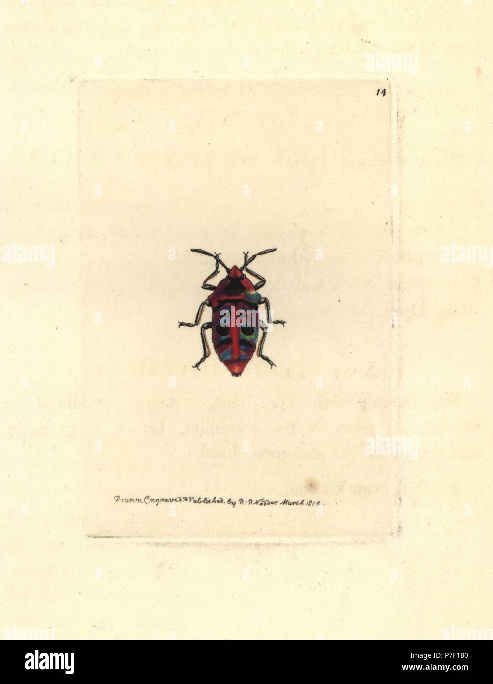 Six spotted shieldbug hi-res stock photography and images - Alamy