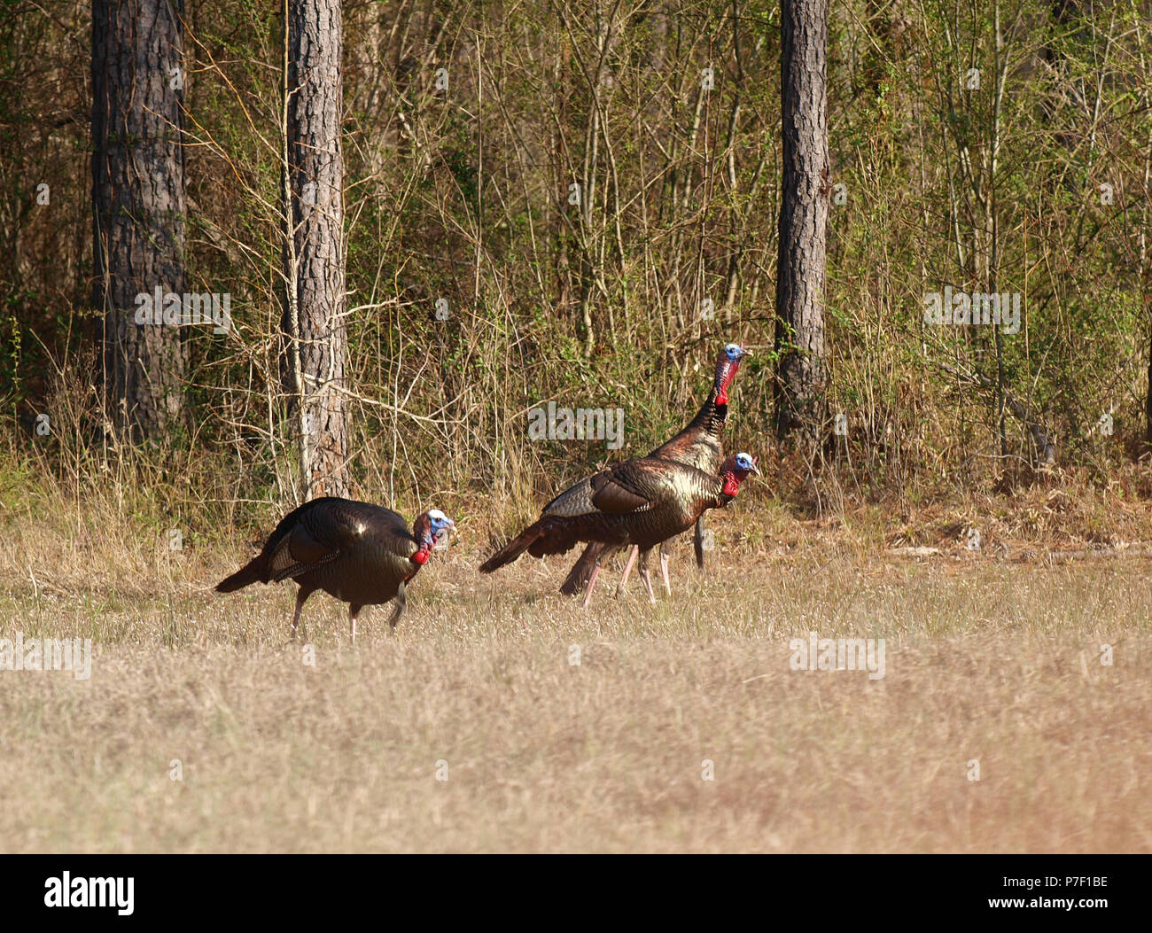 Eastern wild turkey hen hi-res stock photography and images - Alamy