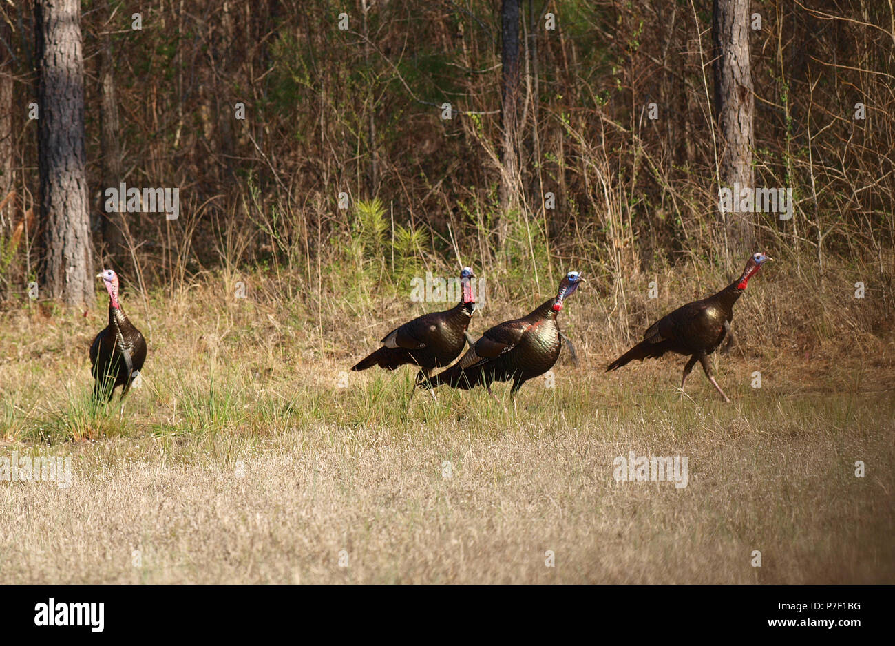 Tom strutting for hen hi-res stock photography and images - Alamy